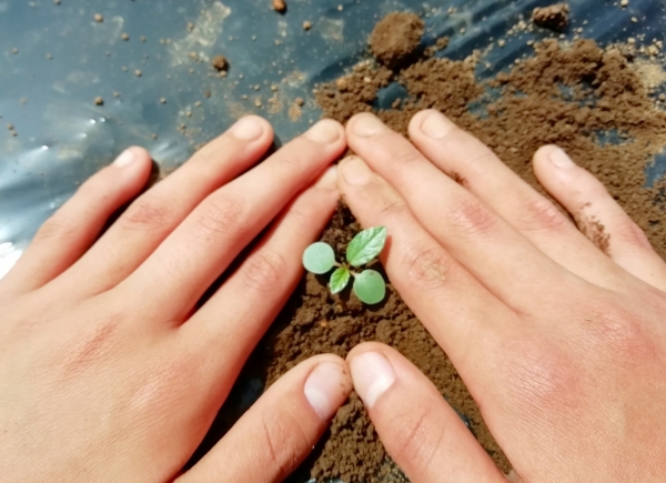 モロヘイヤの種から苗を作る